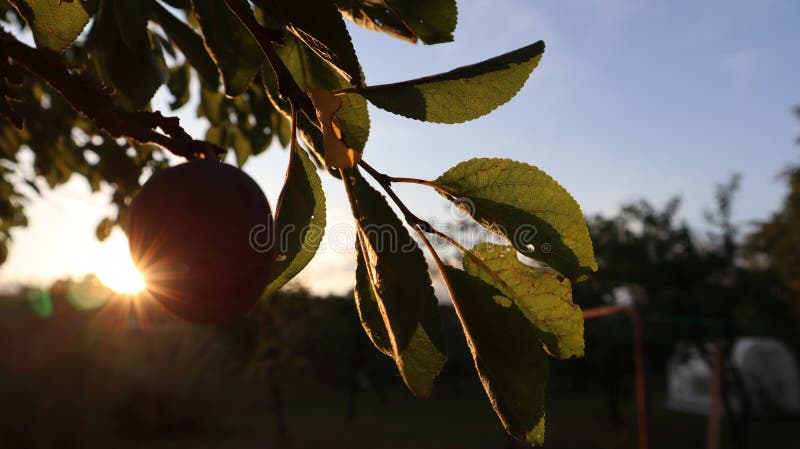 Plum Hanging on a Tree at Sunset Stock Photo - Image of fruit, garden ...