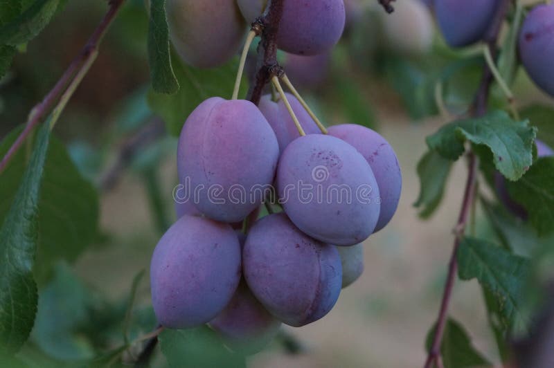Plum stock image. Image of fresh, early, food, bush, green - 80200385