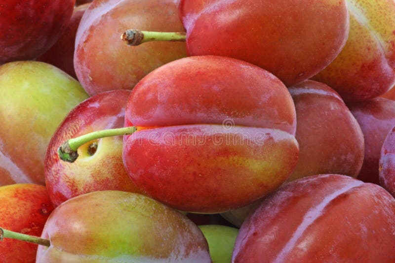 Plum harvest stock photo. Image of plums, harvest, ready - 99253702