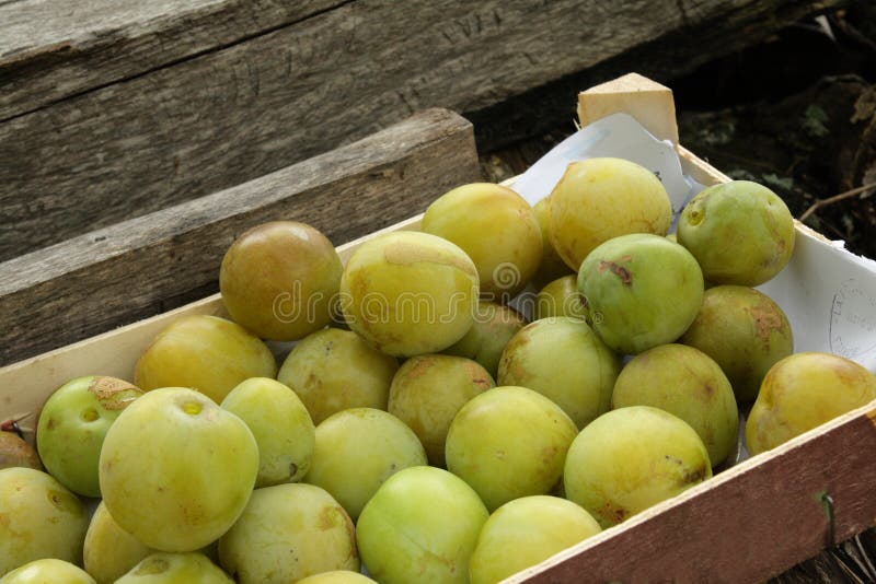 Plum harvest stock image. Image of crop, pattern, ripe - 84925601
