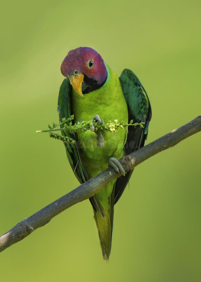 Plum-headed parakeet stock image. Image of parakeet - 181464019