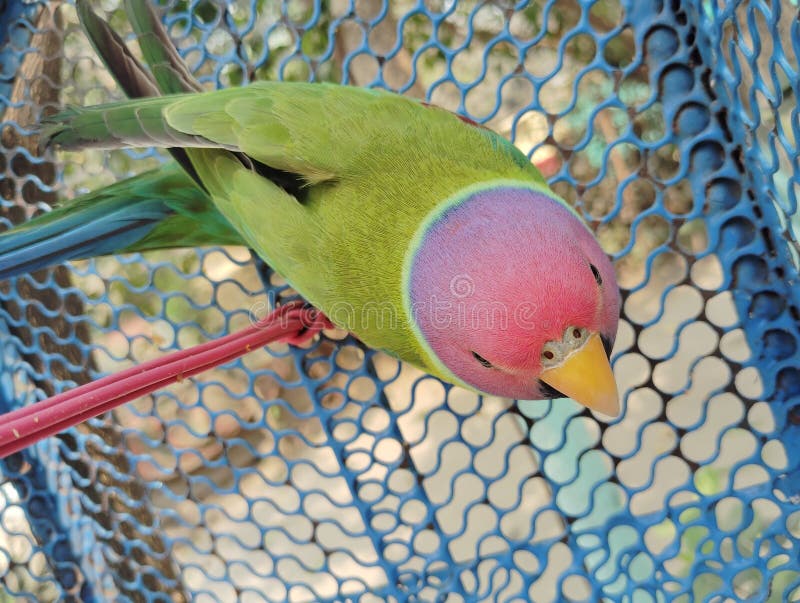 Dazzling Indian Parrot Macro. Stock Photo - Image of closeup, cage ...