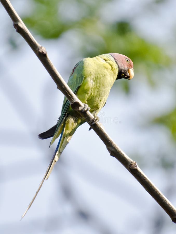 Plum headed parakeet stock photo. Image of bird, perching - 117505188