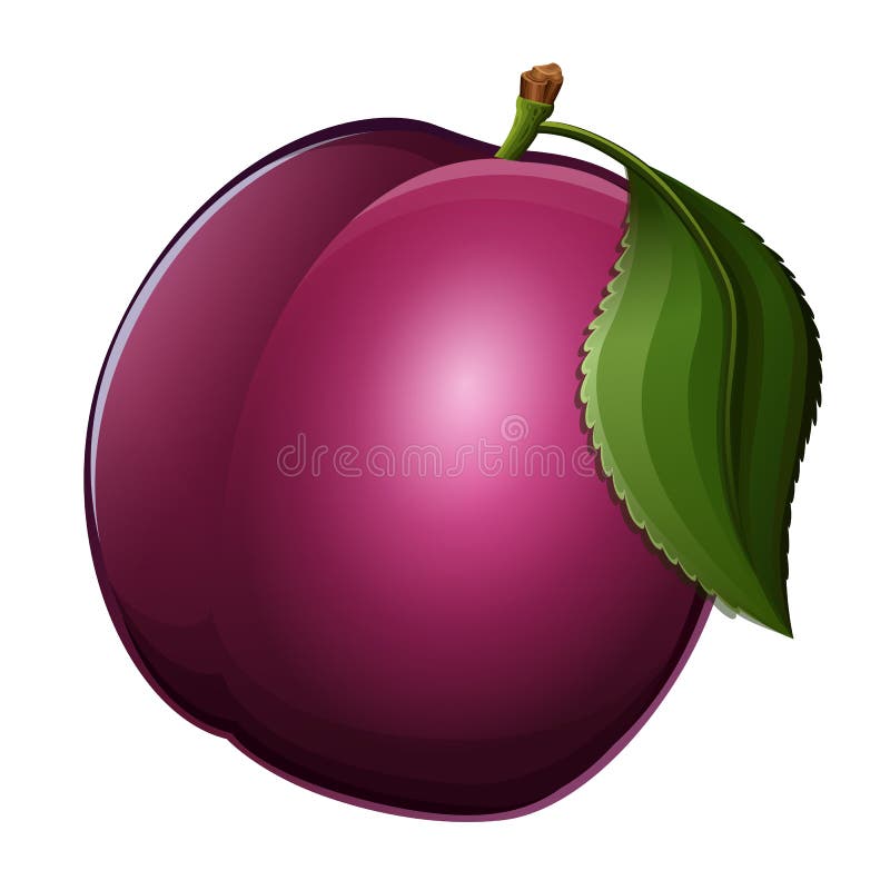 Plum Icon Isolated on White Background Stock Vector - Illustration of ...