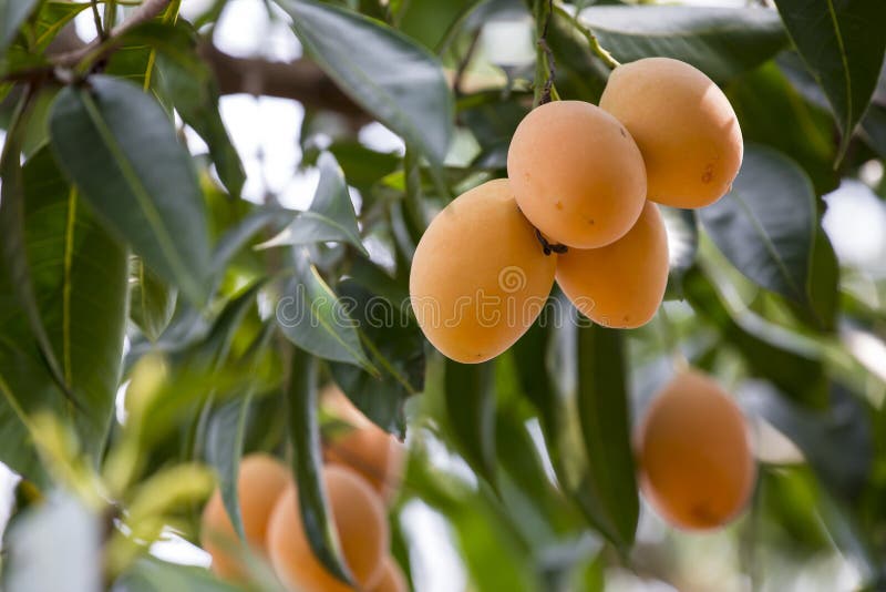 Plum Mango(Bouea Macrophylla Griffith) Stock Photo - Image of tree ...