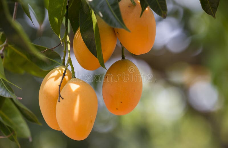 Plum Mango(Bouea Macrophylla Griffith) Stock Image - Image of healthy ...