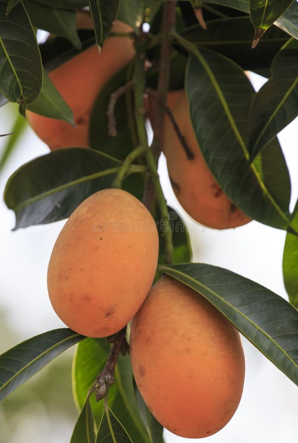 Plum Mango(Bouea Macrophylla Griffith) Stock Image - Image of plum ...