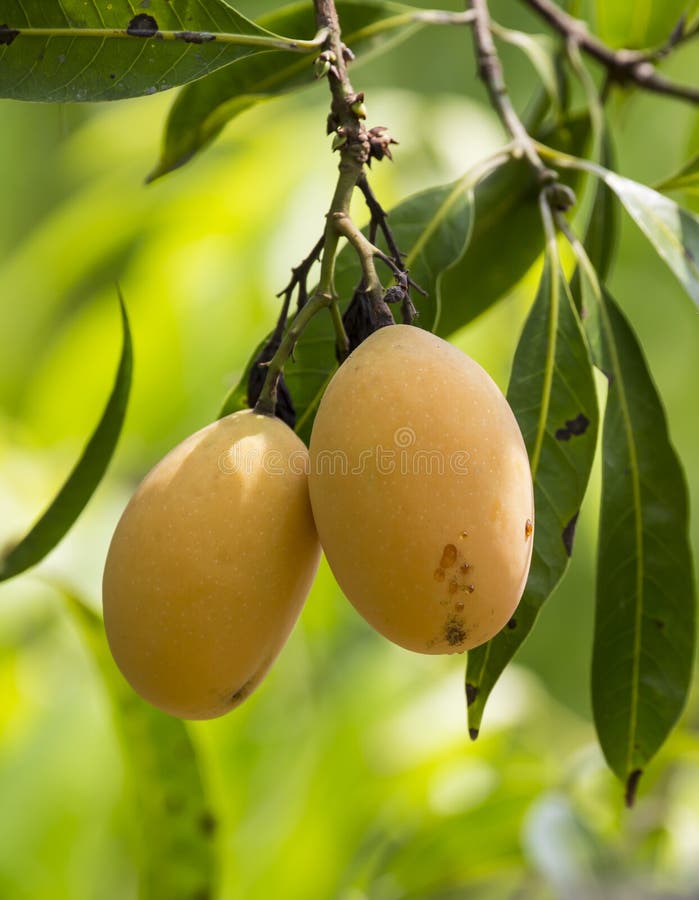 Plum Mango(Bouea Macrophylla Griffith) Stock Photo - Image of ...
