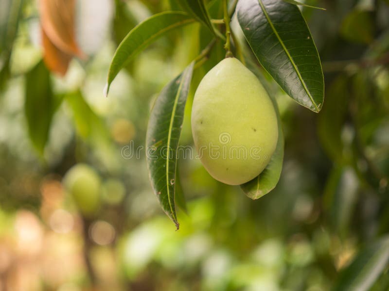 Plum Mango Hanging stock photo. Image of market, ripe - 93148938