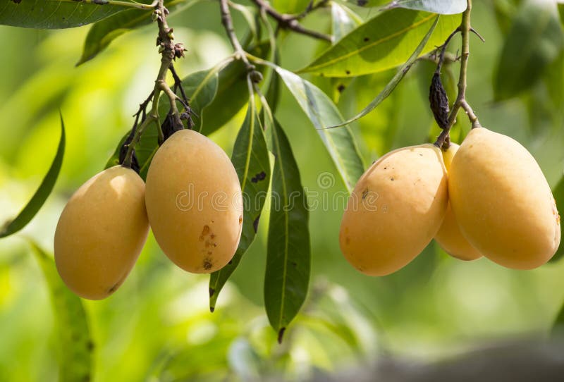 Plum Mango (macrophylla Griffith De Bouea) Imagen de archivo - Imagen ...