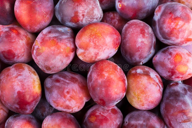 Plum fruit mix stock image. Image of eating, mixture - 33415265
