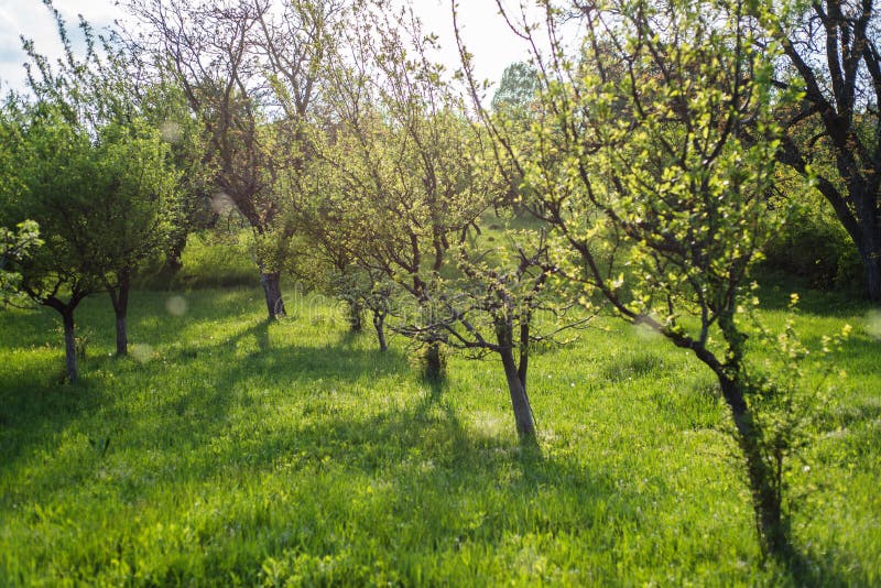 Plum Orchard in April, Spring Stock Image - Image of closeup, flowers ...