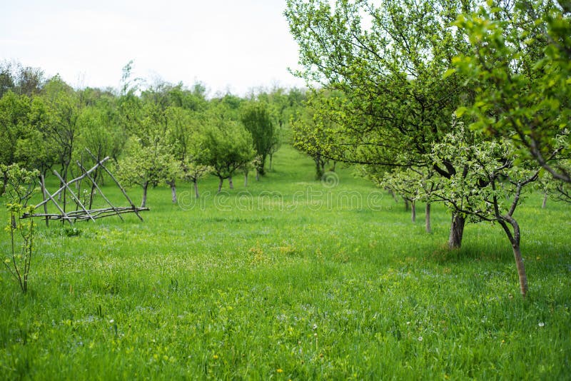 Plum Orchard in April, Spring Stock Photo - Image of fruits, flowers ...