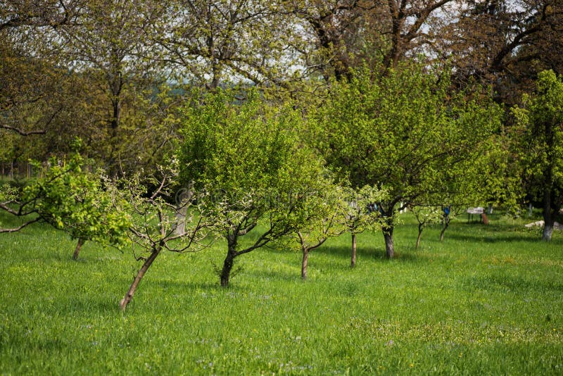 Plum Orchard in April, Spring Stock Photo - Image of perennial, trees ...
