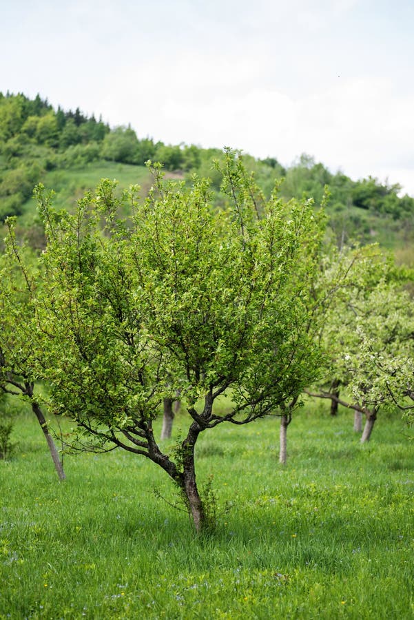 Plum Orchard in April, Spring Stock Image - Image of plants, fruits ...