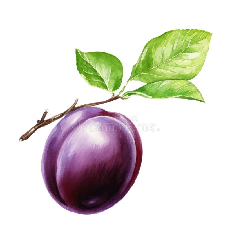 Plum Pattern on Transparent Background in PNG Format, Great for Use in ...