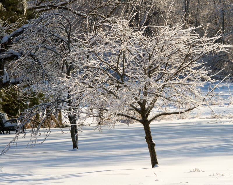 Plum and Pear Trees Coated in Ice in a Snow-covered Backyard Stock ...