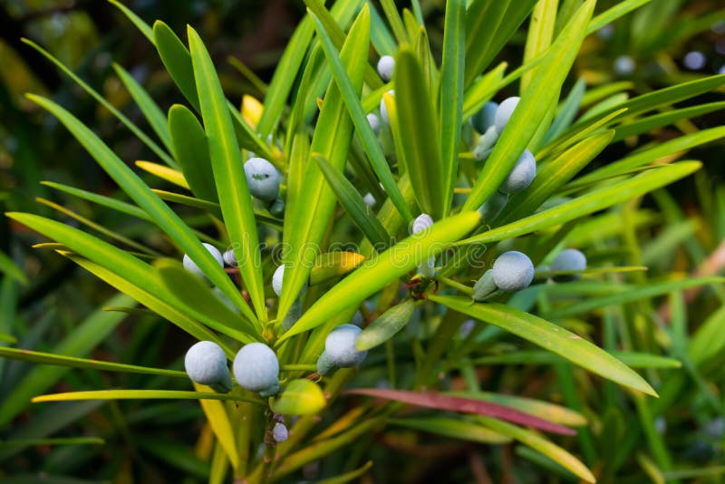 Podocarpus Elatus Stock Photos - Free & Royalty-Free Stock Photos from ...