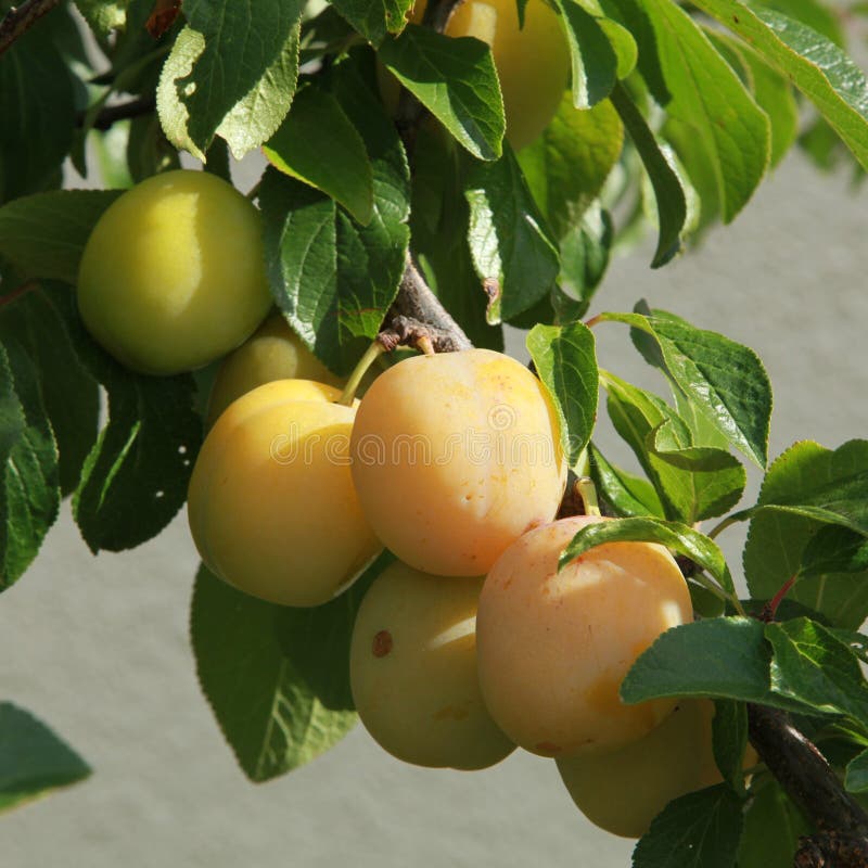 Plum Queen Claude Golden Yellow in the Tree Stock Image - Image of ...