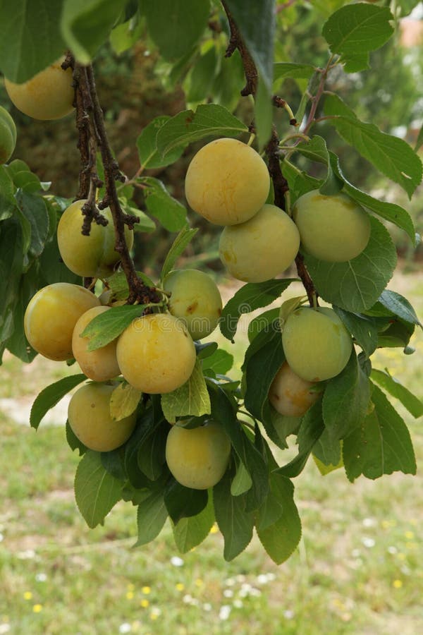 Plum Queen Claude Golden Yellow in the Tree Stock Photo - Image of ...