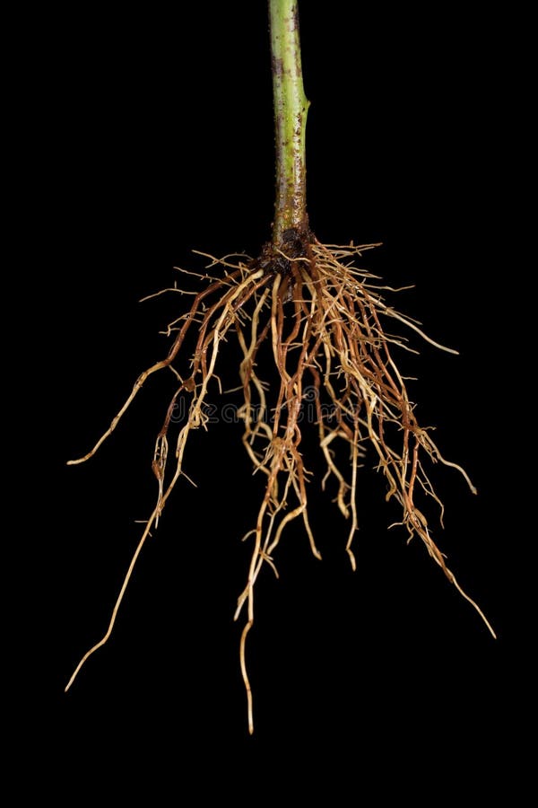 Plum Rootstock Green Cuttings Stock Photo - Image of vertical ...