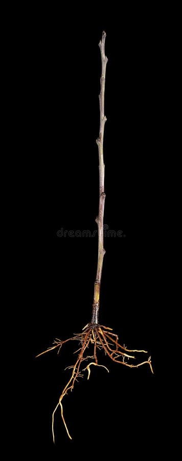 Plum Rootstock Green Cuttings Stock Image - Image of macro, plum: 358462377