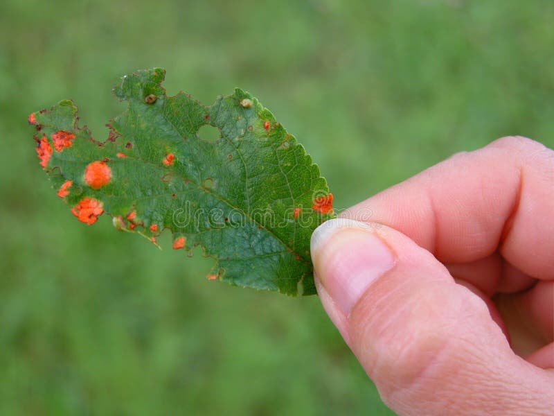 Plum rust disease on leaf stock photo. Image of growth - 31673372