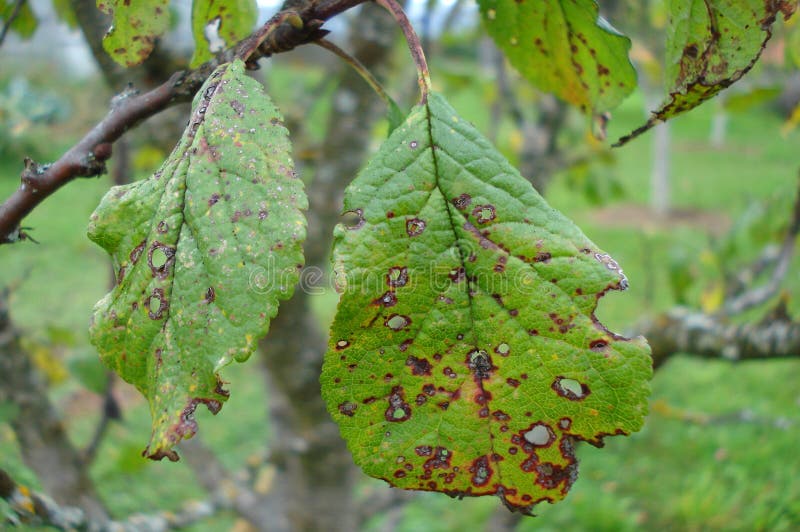 Plum Rust Disease on a Leaves in the Orchard Stock Image - Image of ...