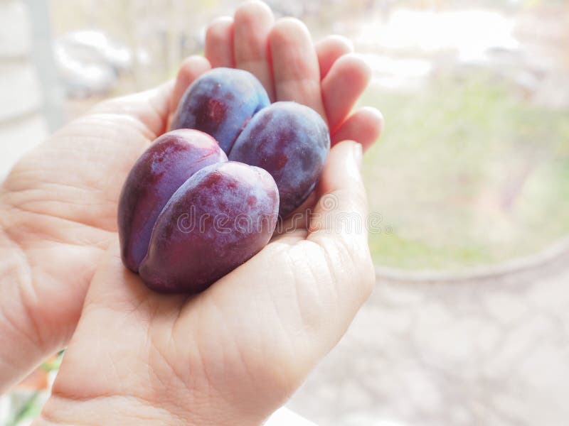 Plum in the Shape of a Heart in the Women`s Hands. Stock Photo - Image ...