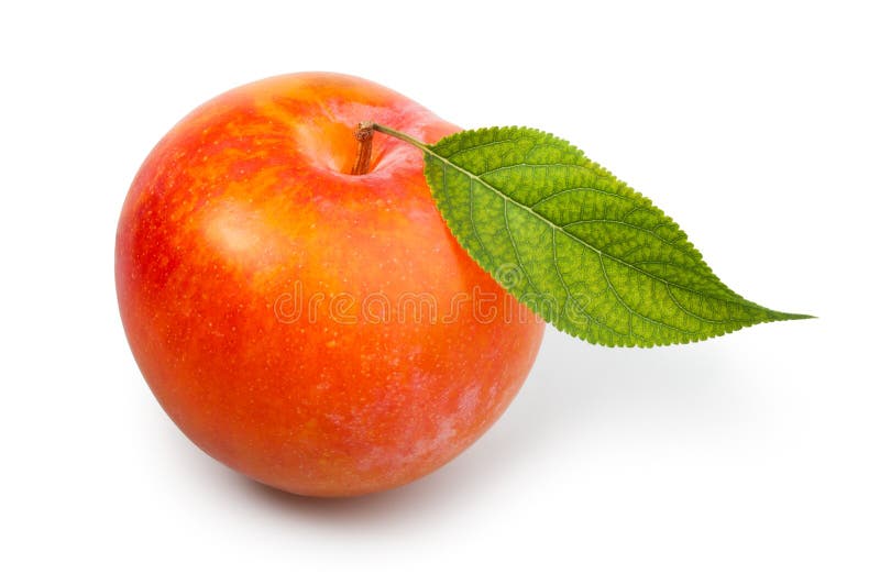 Plum single leaf stock photo. Image of antioxidant, leaves - 33415186