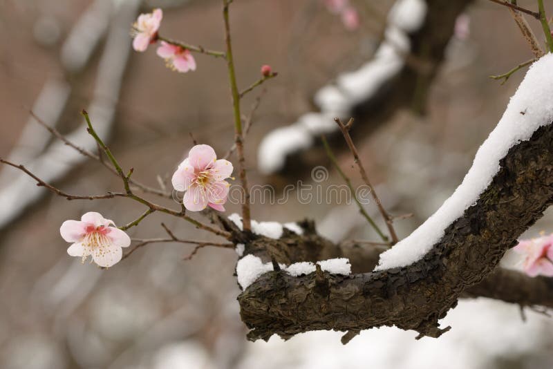 Plum and Snow 2 stock photo. Image of plum, branch, snow - 50522526