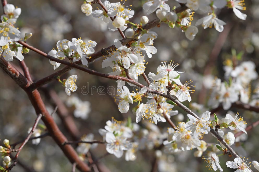 Plum spring flowers stock photo. Image of plant, food - 376307568