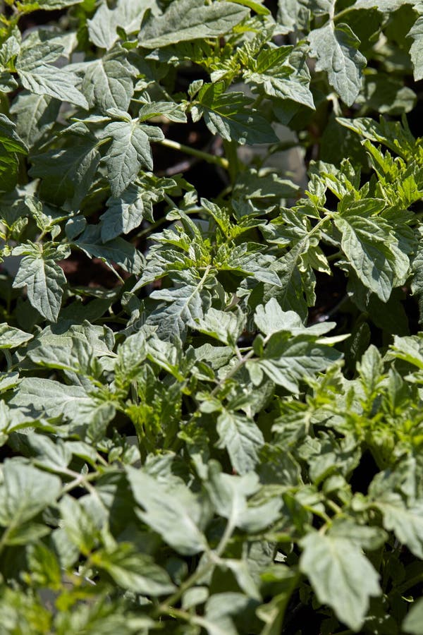 Plum Tomato Plants with Green Leaves Texture Background in Spring Stock ...