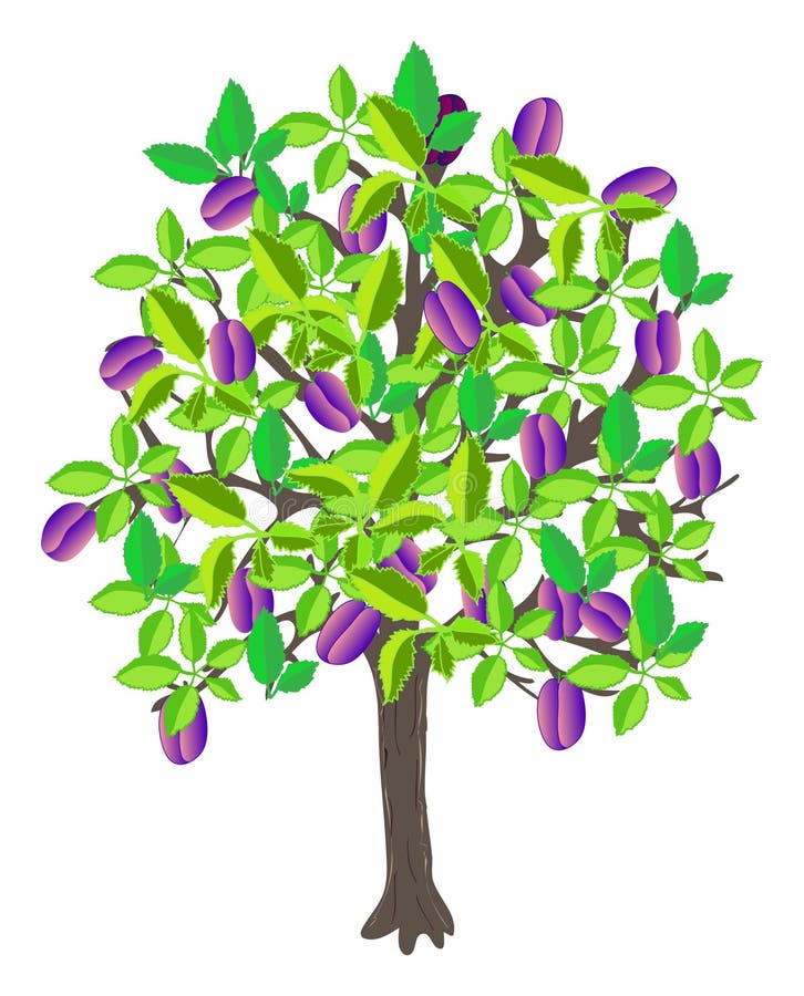 Plum tree stock vector. Illustration of ripe, stem, branch - 15378811