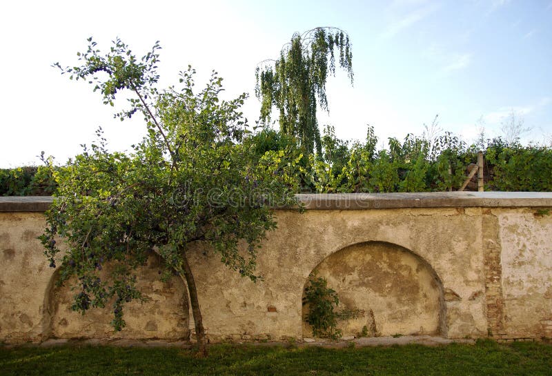 Plum Tree and Ancient Wall stock image. Image of woodbine - 43353483