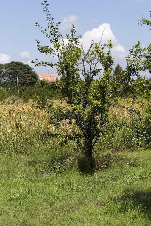 A Plum Tree in August on Sunny Day Stock Photo - Image of nature, tree ...