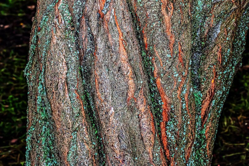 Plum Tree Bark Background - Latin Name - Prunus Cerasifera Stock Image ...