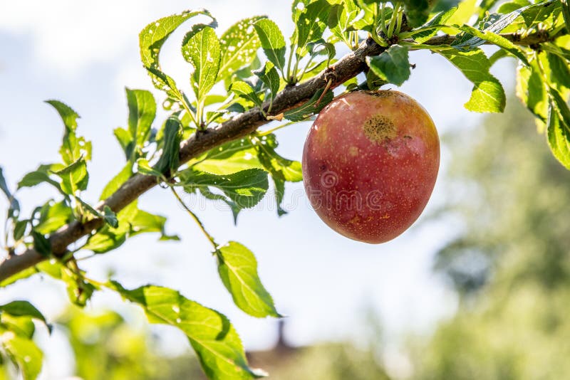 Plum Tree with Big Red Plum at Daytime Stock Image - Image of farm ...