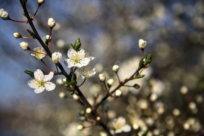 Plum Tree in Bloom Seen Up Close Stock Photo - Image of graphic, bloom ...