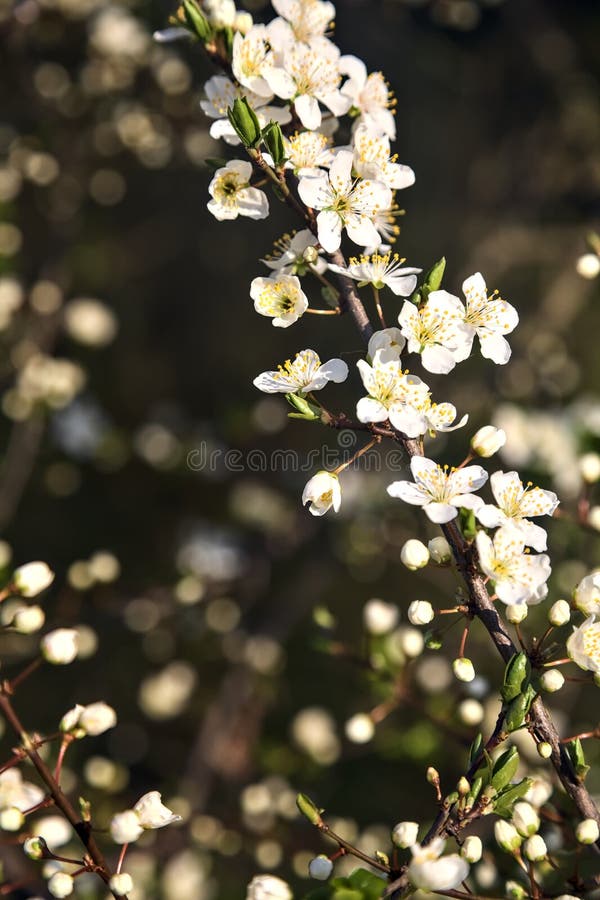 Plum Tree in Bloom Seen Up Close Stock Image - Image of east, culture ...