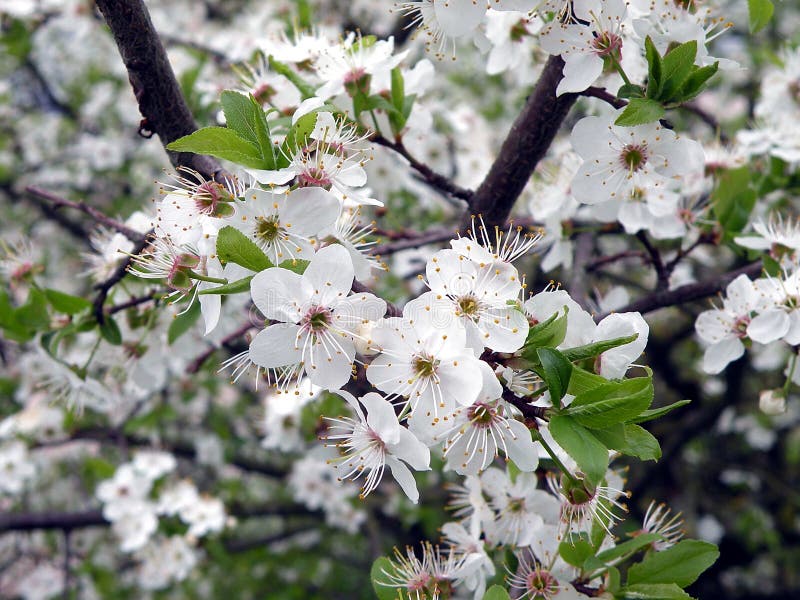 Plum tree with blooms stock photo. Image of card, flower - 14218048