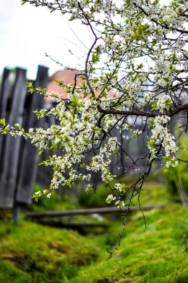 The Plum Tree Blooms in Late Summer Stock Photo - Image of blossom ...