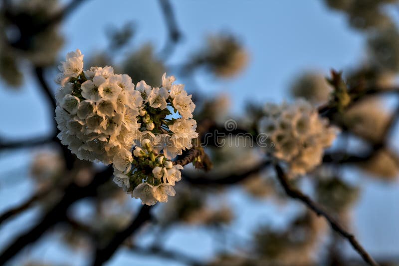 Plum Tree Branch in Bloom at Sunset Seen Up Close Stock Image - Image ...