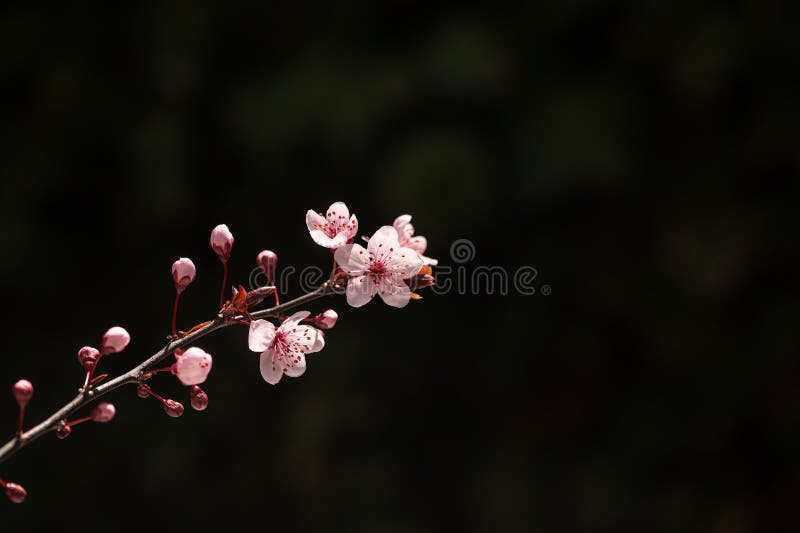 Plum Tree Branch Blooming in Spring. Black Background Stock Image ...