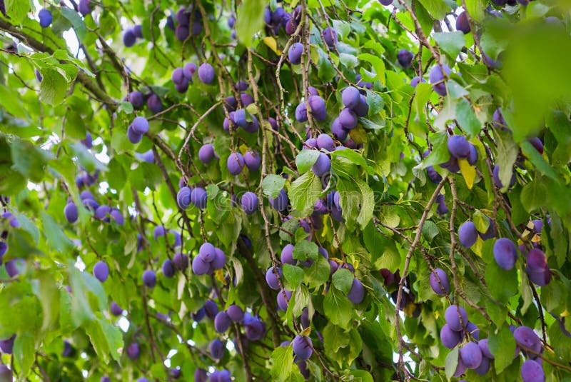 Damson fruit in sri lanka stock photo. Image of lanka - 92782148