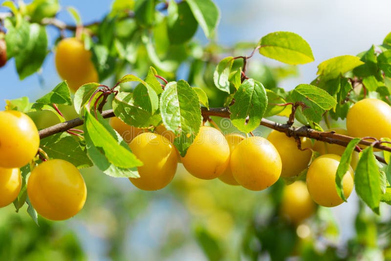 Plum Tree. Branch of Ripening Yellow Plums Stock Photo - Image of ...