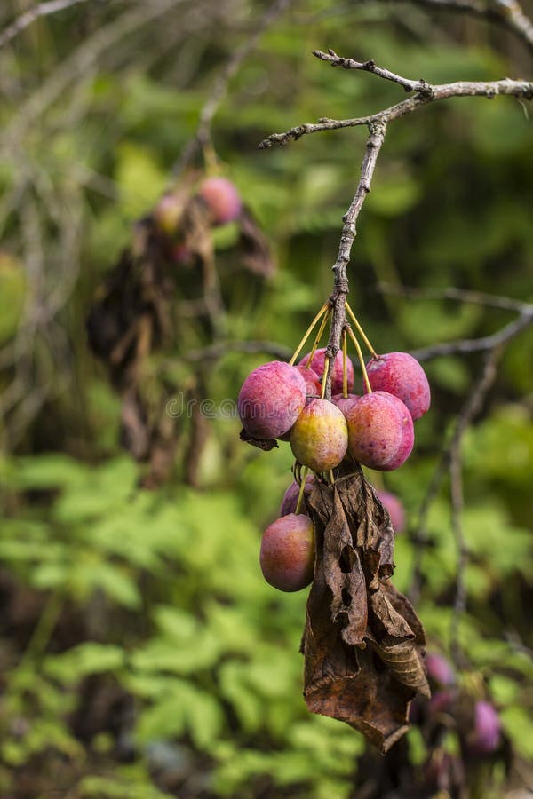 Plum Tree Branch with a Withered Fruit Ripening Stock Photo - Image of ...