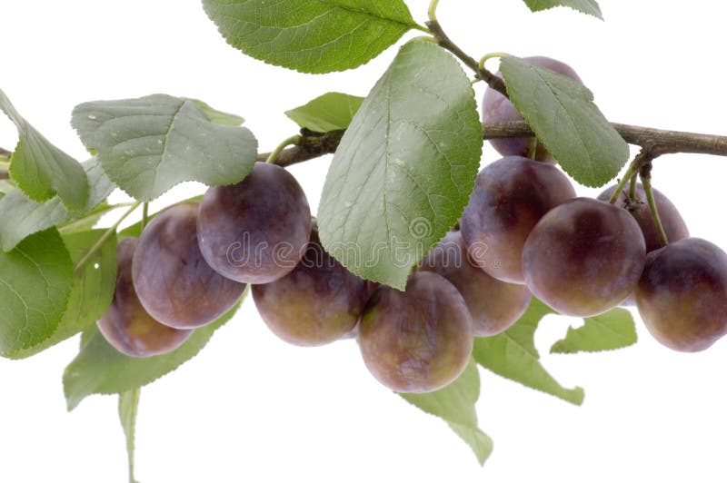 Plum tree close up stock image. Image of detail, juicy - 6246011