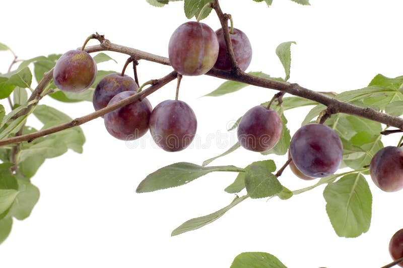 Plum tree closeup stock photo. Image of juice, market - 6246026