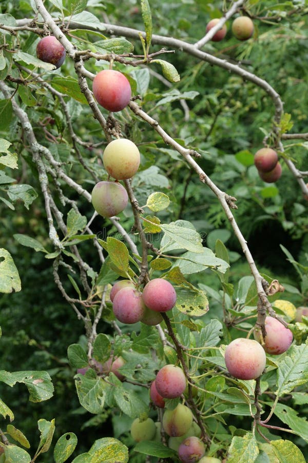 Plum tree stock image. Image of autumn, abstract, background - 84900275